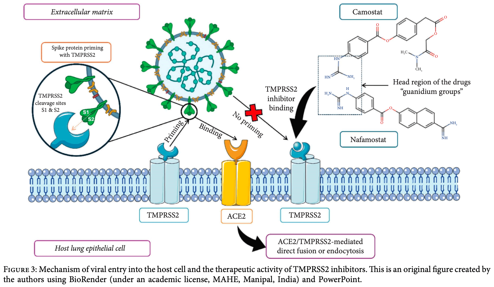 Baby: Exploring TMPRSS2 Drug Target to Combat Influenza and Coronavirus ...