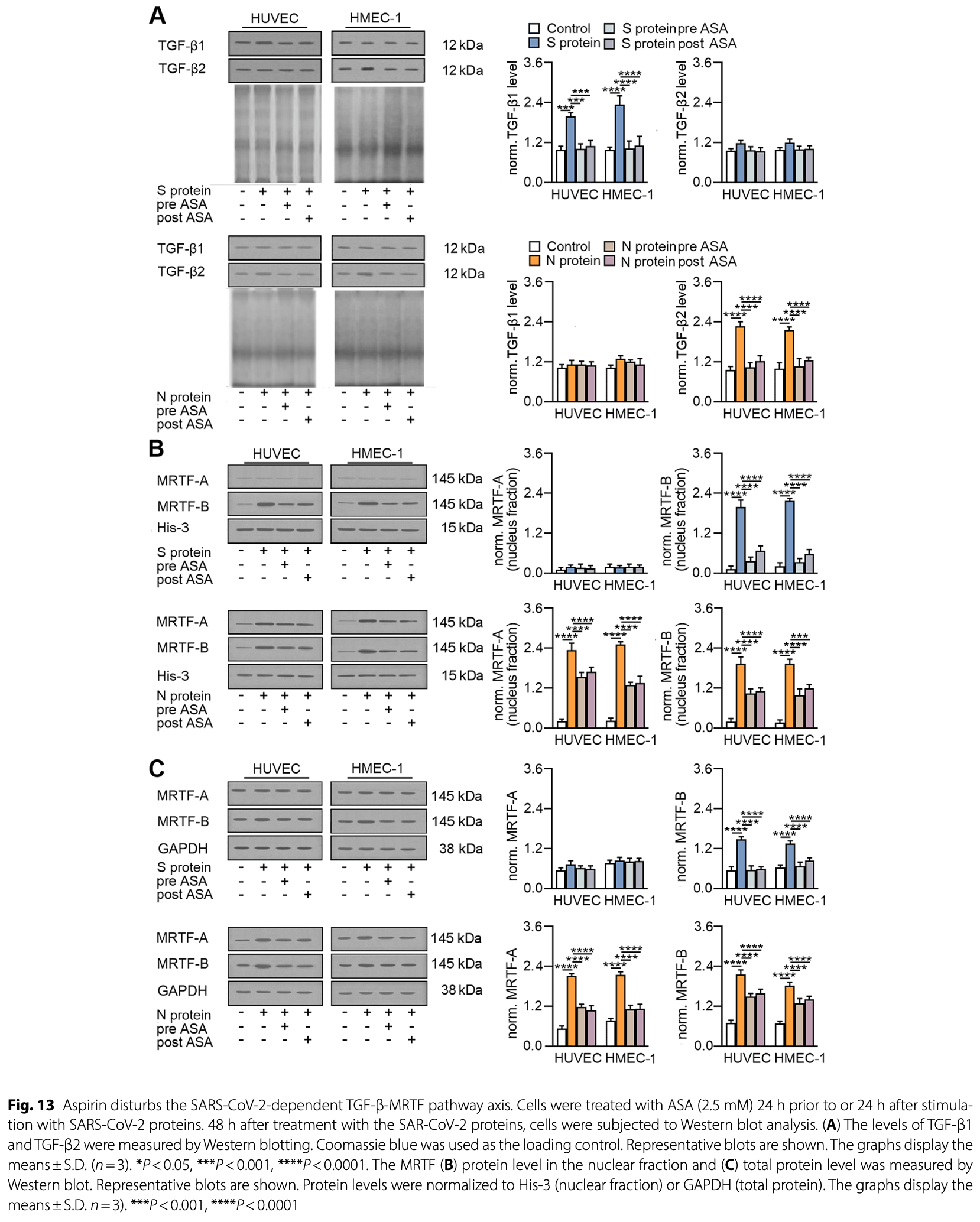 Ciszewski: Diverse roles of SARS-CoV-2 Spike and Nucleocapsid proteins ...