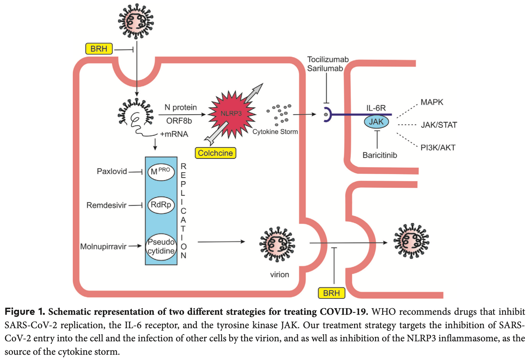 Mitev: Comparison of treatment of COVID-19 with inhaled bromhexine ...