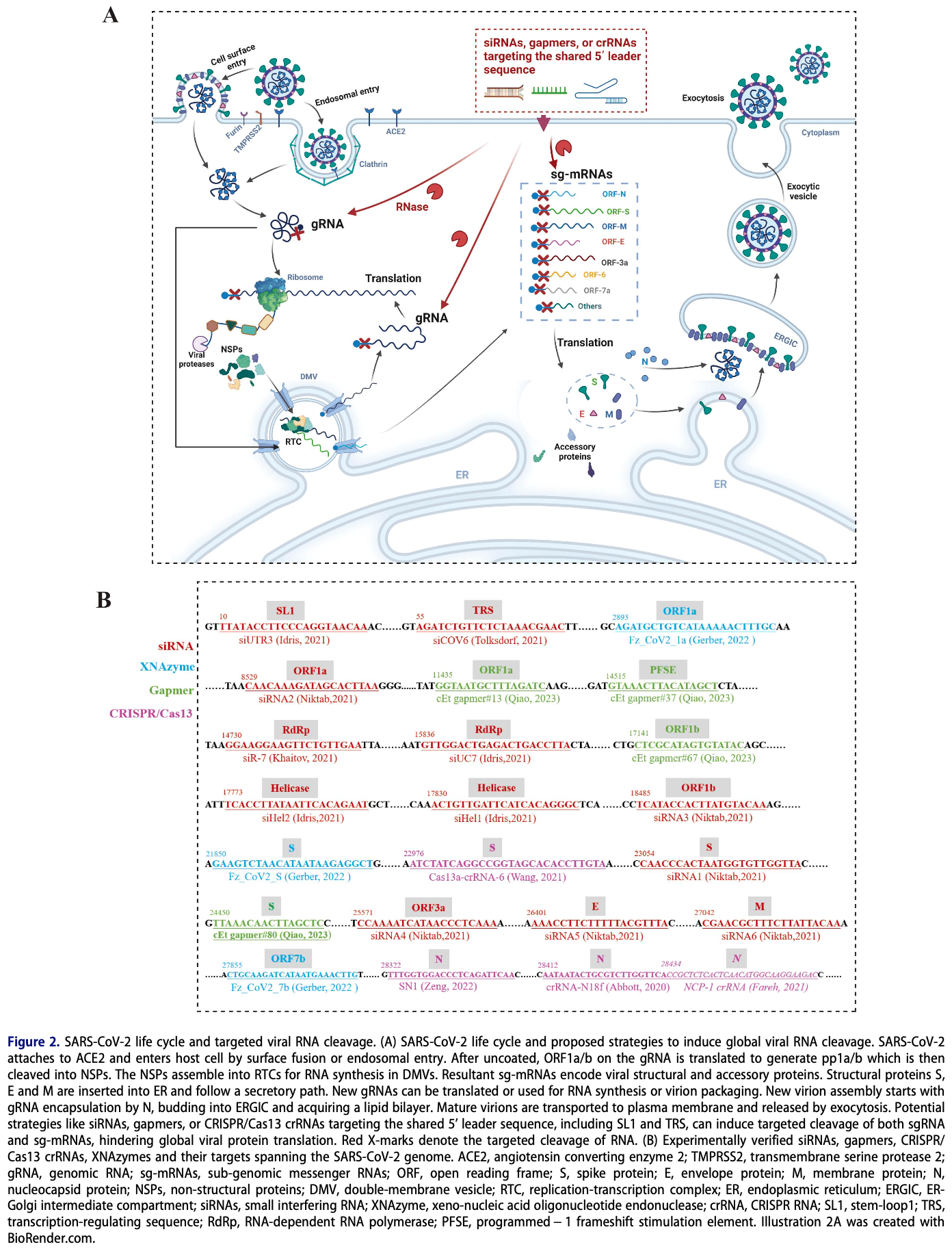 Wu: Decoding the genome of SARS-CoV-2: a pathway to drug development ...
